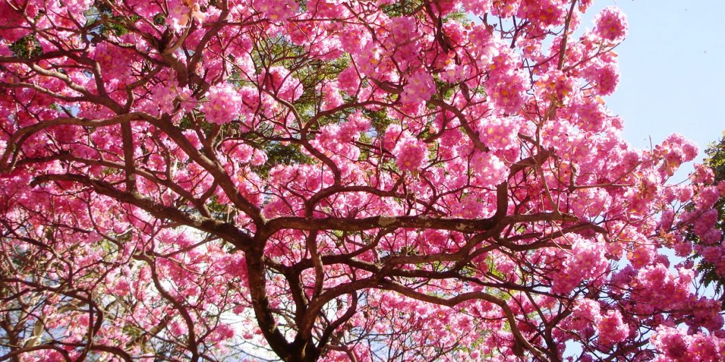 Há uma lenda que conta a origem do ipê…veja e se emocione… – Tudo Junto ...