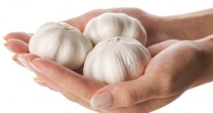 Alho roxo ou branco?? Saiba mais sobre eles! – Tudo Junto Aqui